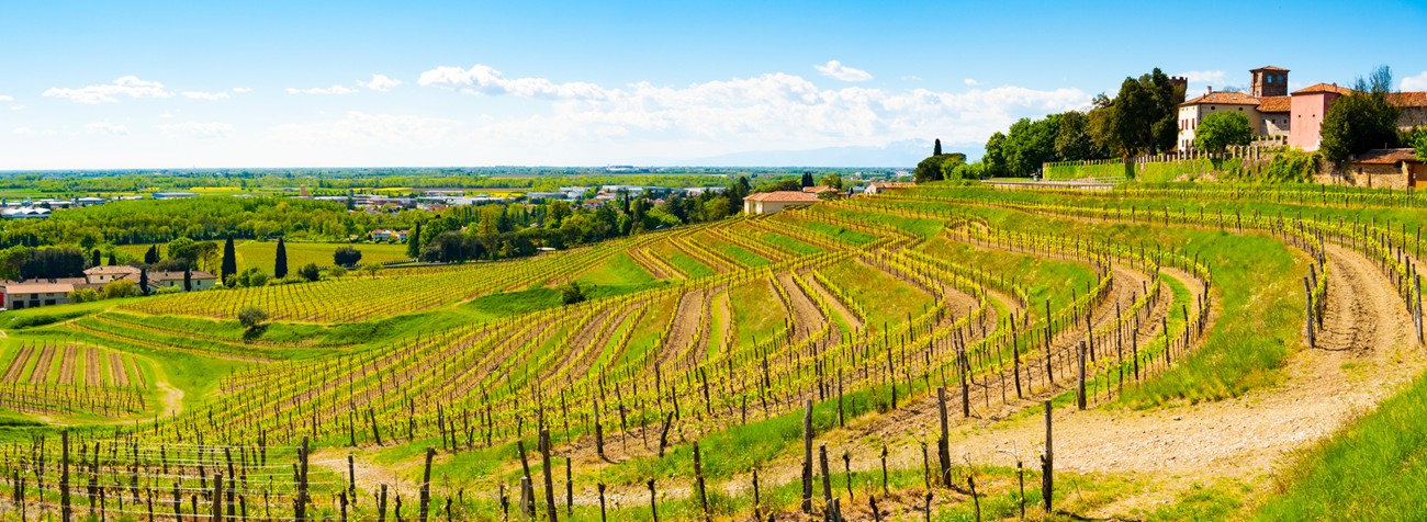 Wine in Friuli-Venezia Giulia - Quattrocalici - Italian Wine Regions