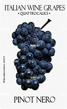 Pinot noir - Quattrocalici - Italian Wine Grapes