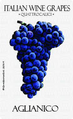 Aglianico - Quattrocalici - Italian Wine Grapes