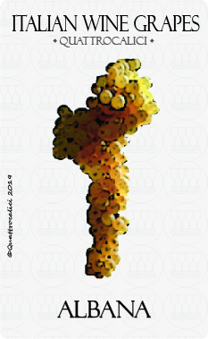 Albana - Quattrocalici - Italian Wine Grapes