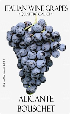Alicante Bouschet - Quattrocalici - Italian Wine Grapes