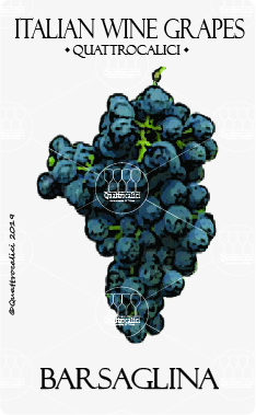 Barsaglina - Quattrocalici - Italian Wine Grapes