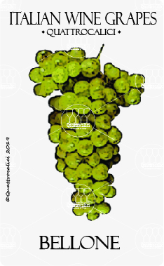 Bellone - Quattrocalici - Italian Wine Grapes