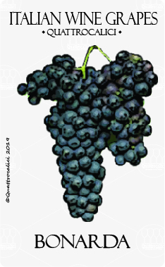 Bonarda - Quattrocalici - Italian Wine Grapes