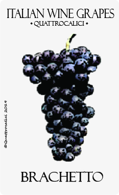 Brachetto - Quattrocalici - Italian Wine Grapes