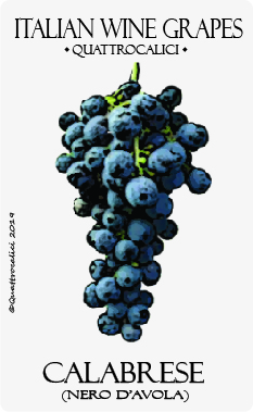 Calabrese - Quattrocalici - Italian Wine Grapes