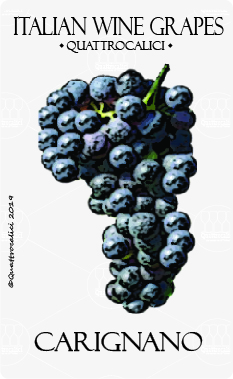 Carignano - Quattrocalici - Italian Wine Grapes