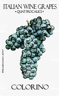Colorino - Quattrocalici - Italian Wine Grapes