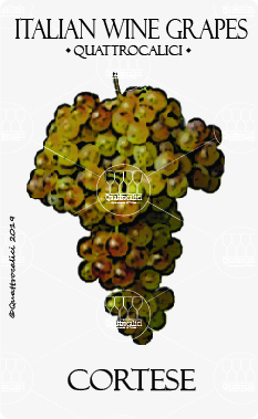 Cortese - Quattrocalici - Italian Wine Grapes