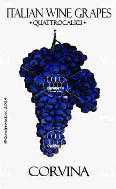 Corvina - Quattrocalici - Italian Wine Grapes
