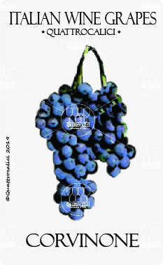 Corvinone - Quattrocalici - Italian Wine Grapes