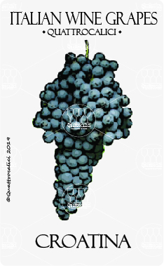Croatina - Quattrocalici - Italian Wine Grapes