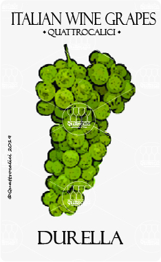 Durella - Quattrocalici - Italian Wine Grapes