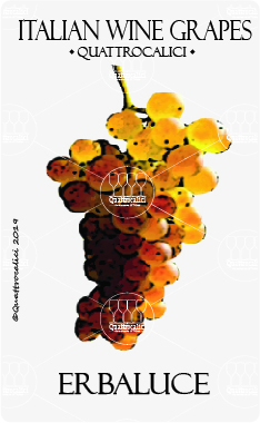 Erbaluce - Quattrocalici - Italian Wine Grapes