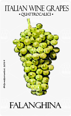 Falanghina - Quattrocalici - Italian Wine Grapes