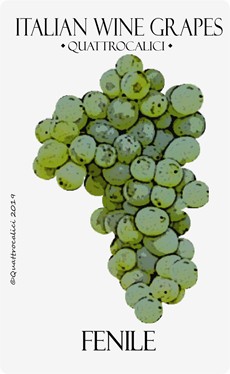 Fenile - Quattrocalici - Italian Wine Grapes