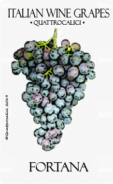 Fortana - Quattrocalici - Italian Wine Grapes