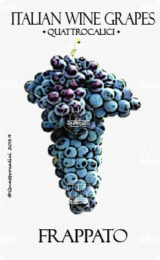 Frappato - Quattrocalici - Italian Wine Grapes