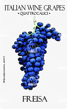 Freisa - Quattrocalici - Italian Wine Grapes