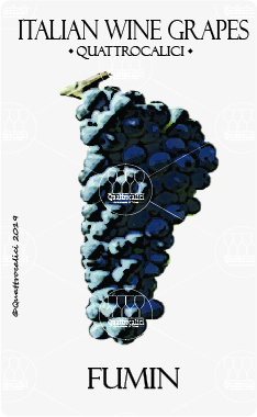 Fumin - Quattrocalici - Italian Wine Grapes