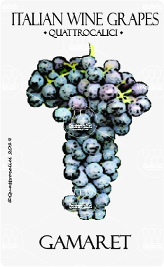 Gamaret - Quattrocalici - Italian Wine Grapes