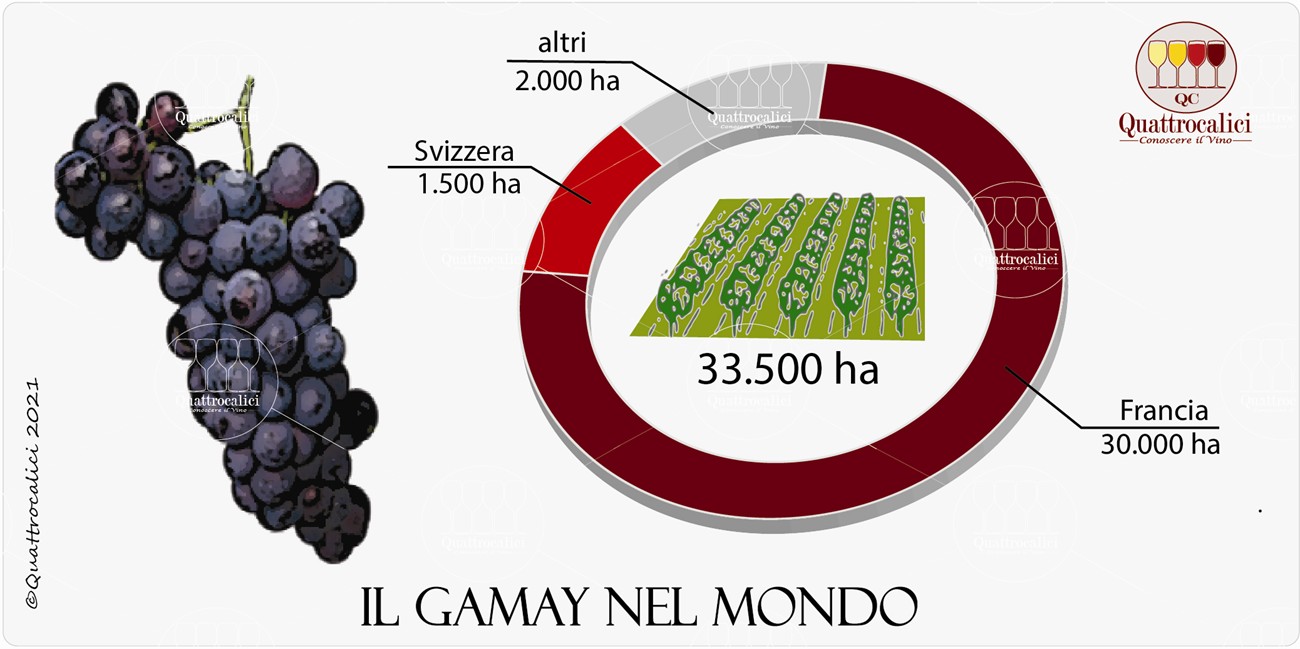 Gamay - Quattrocalici - Italian Wine Grapes