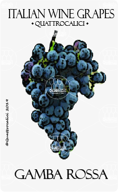 Gamba rossa - Quattrocalici - Italian Wine Grapes