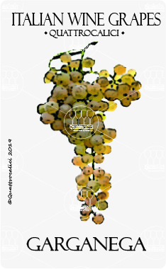 Garganega - Quattrocalici - Italian Wine Grapes