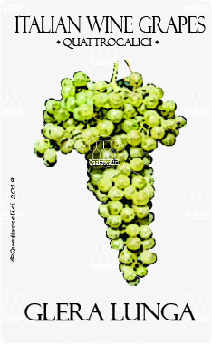 Glera lunga - Quattrocalici - Italian Wine Grapes