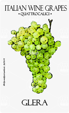 Glera - Quattrocalici - Italian Wine Grapes