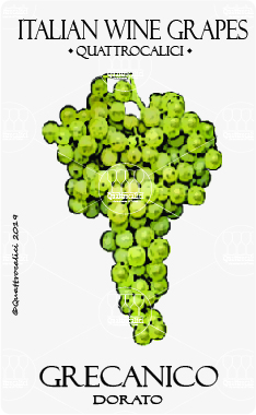 Grecanico dorato - Quattrocalici - Italian Wine Grapes