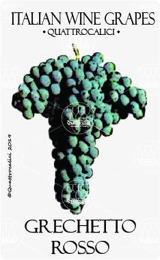 Grechetto rosso - Quattrocalici - Italian Wine Grapes
