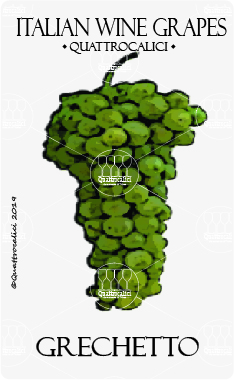 Grechetto - Quattrocalici - Italian Wine Grapes