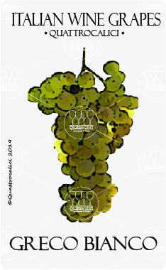 Greco Bianco - Quattrocalici - Italian Wine Grapes