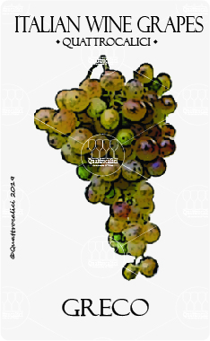Greco - Quattrocalici - Italian Wine Grapes