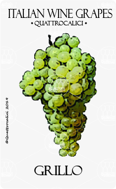Grillo - Quattrocalici - Italian Wine Grapes