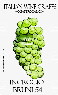 Incrocio Bruni 54 - Quattrocalici - Italian Wine Grapes