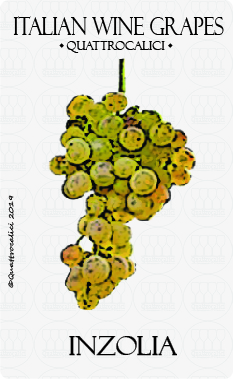 Inzolia - Quattrocalici - Italian Wine Grapes