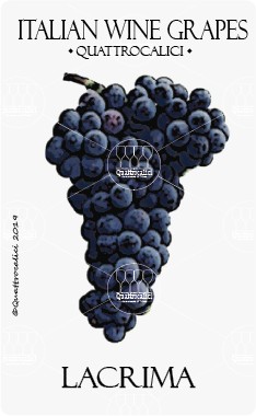 Lacrima - Quattrocalici - Italian Wine Grapes