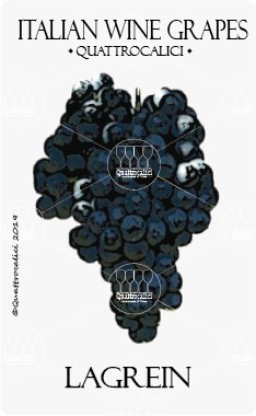 Lagrein - Quattrocalici - Italian Wine Grapes