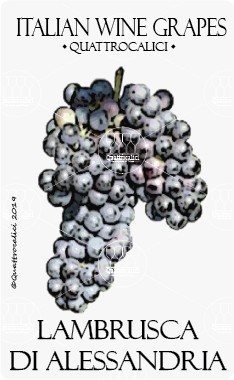 Lambrusca di Alessandria - Quattrocalici - Italian Wine Grapes