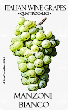 Manzoni bianco - Quattrocalici - Italian Wine Grapes