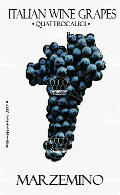 Marzemino - Quattrocalici - Italian Wine Grapes