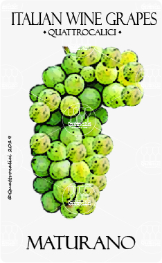 Maturano - Quattrocalici - Italian Wine Grapes
