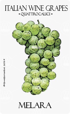 Melara - Quattrocalici - Italian Wine Grapes