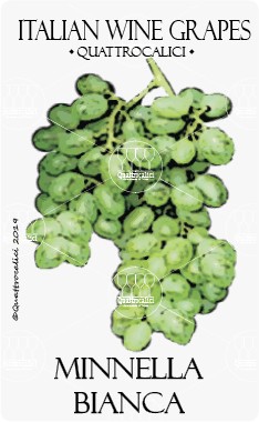 Minnella bianca - Quattrocalici - Italian Wine Grapes