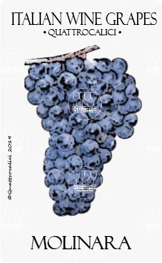 Molinara - Quattrocalici - Italian Wine Grapes