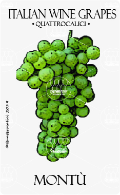 Montù - Quattrocalici - Italian Wine Grapes