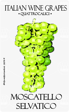 Moscatello selvatico - Quattrocalici - Italian Wine Grapes