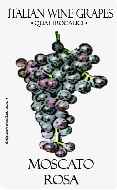 Moscato rosa - Quattrocalici - Italian Wine Grapes